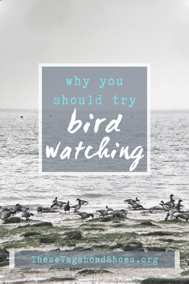 Why you should try birdwatching – These Vagabond Shoes.