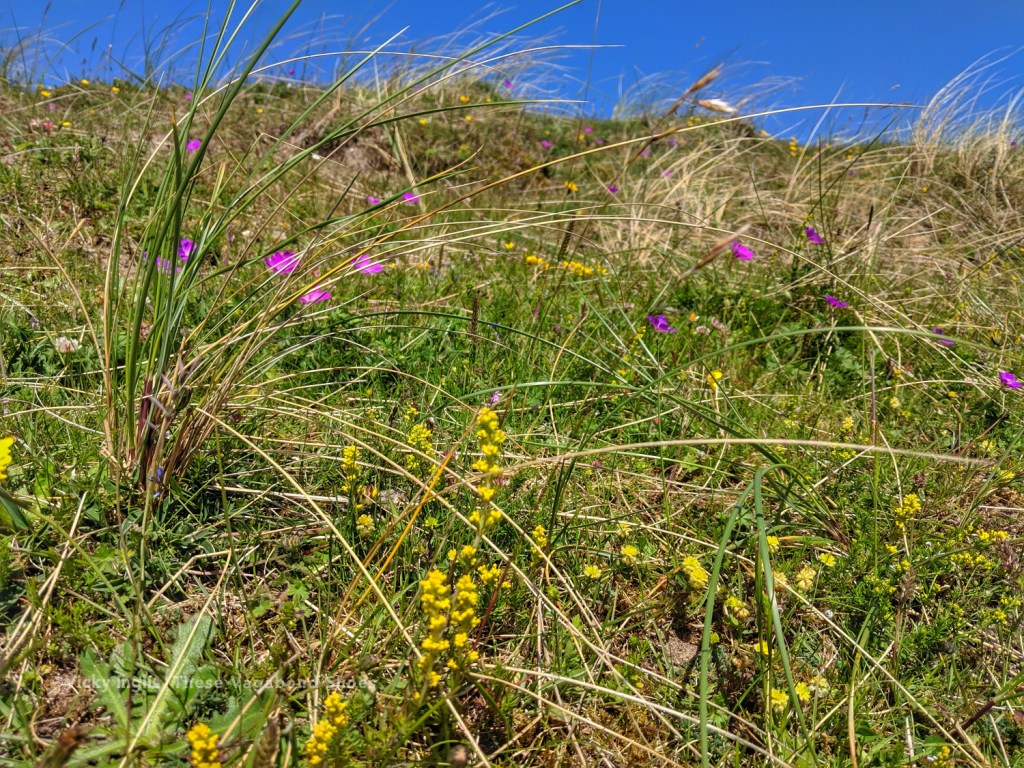Photo Journal | Machair Wildflowers on the Isle of Coll – These ...